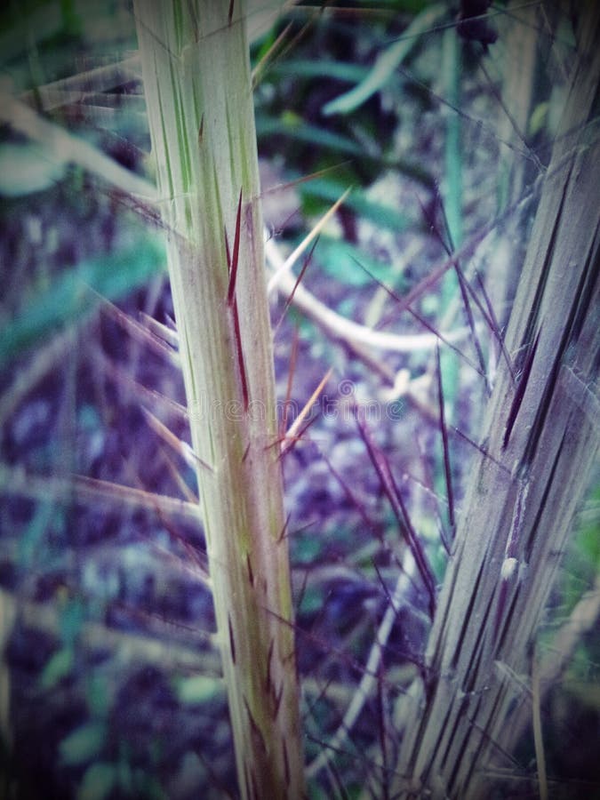 Taggar fotografering för bildbyråer. Bild av vegetation - 56293361
