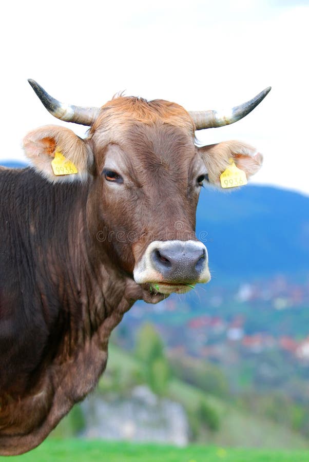 Tagged Cow stock photo. Image of industry, bovine, brown - 3146546