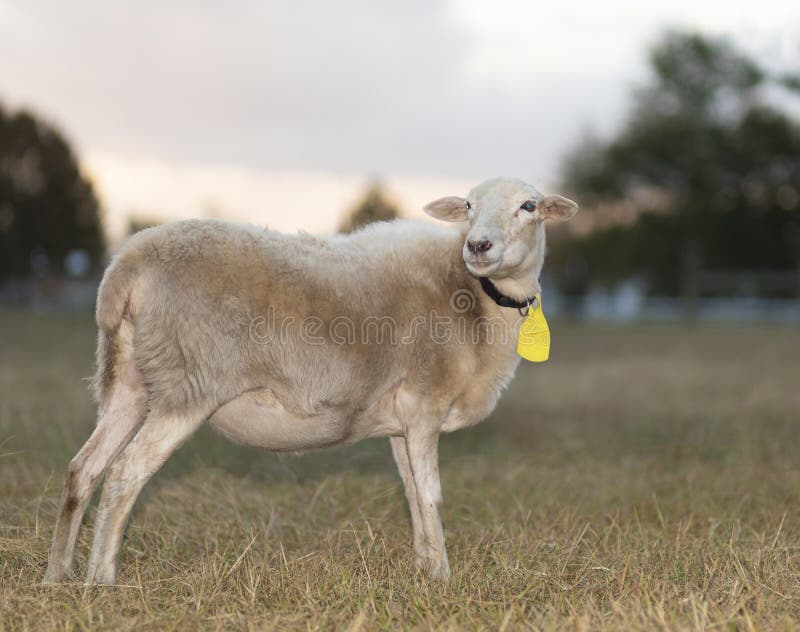 Tagged Domestic Sheep on a Pasture Stock Image - Image of nose, animals ...