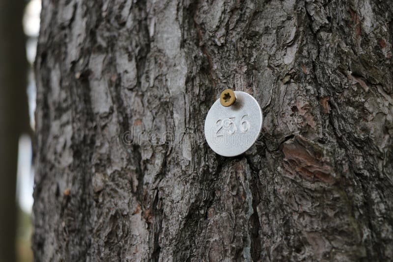 Tagged Pine Tree stock image. Image of white, spartans - 94280303