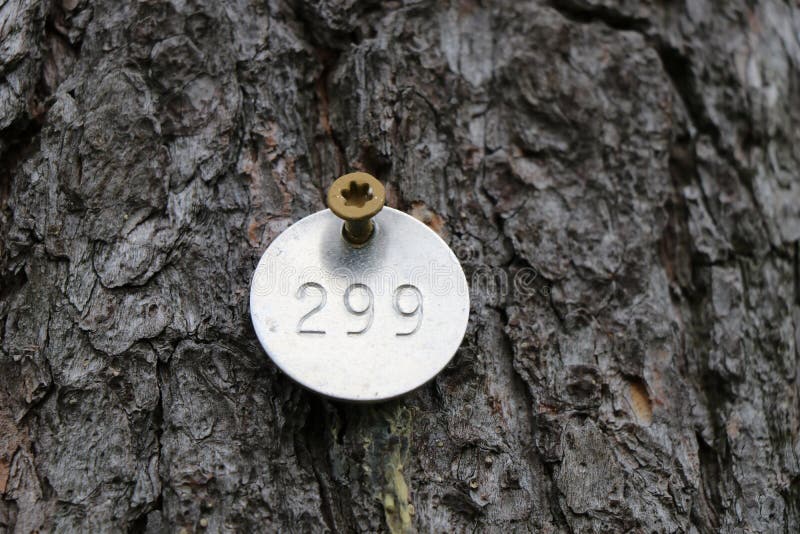 Tagged Pine Tree stock image. Image of beaumont, tagged - 94280305