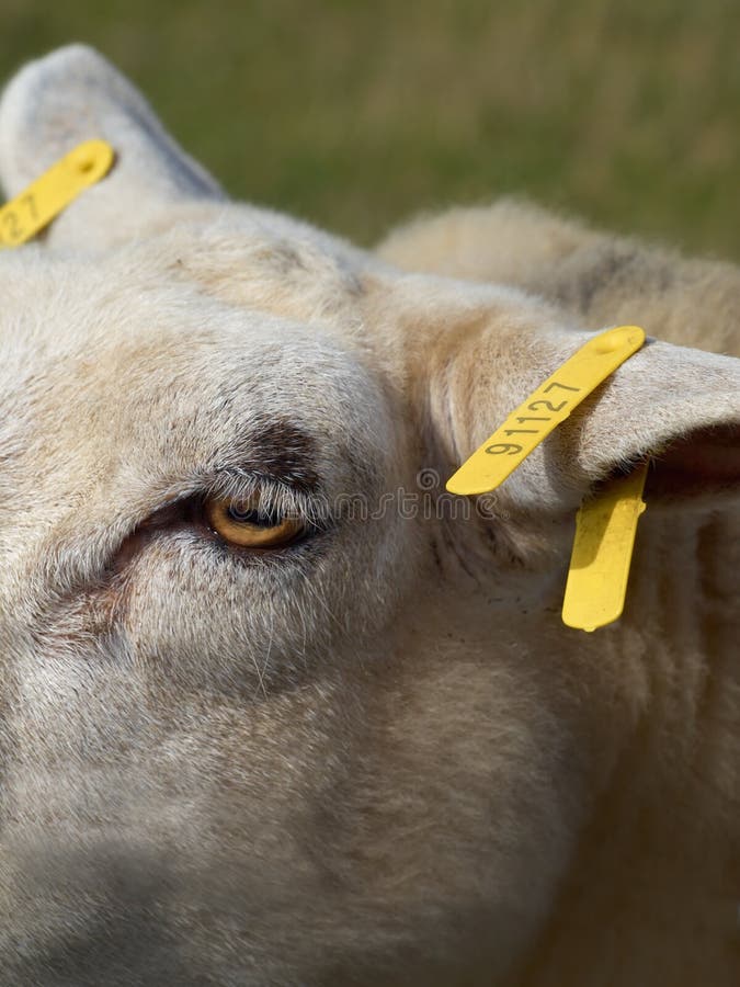 126 Sheep Ear Tags Photos - Free & Royalty-Free Stock Photos from ...