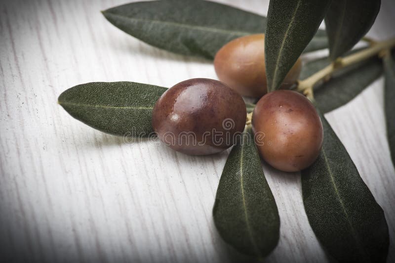 Taggiasche olive stock image. Image of picking, greece - 74302357
