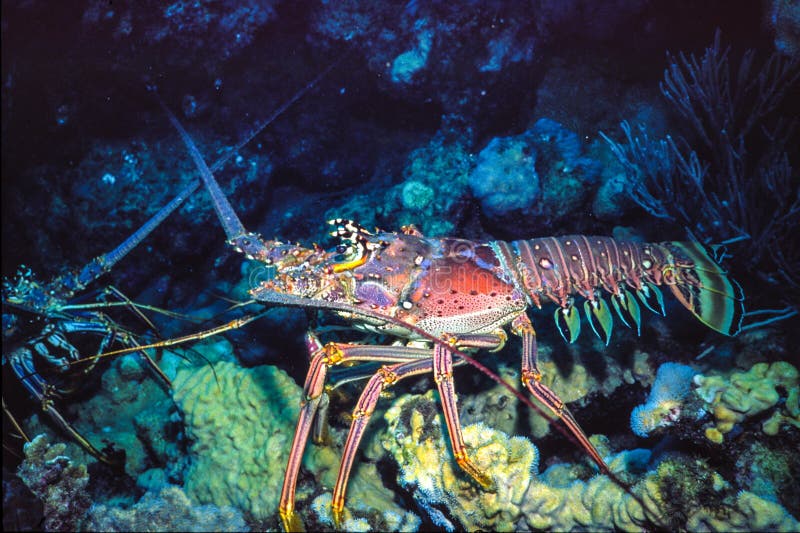 Taggig hummer fotografering för bildbyråer. Bild av krabba - 75029741