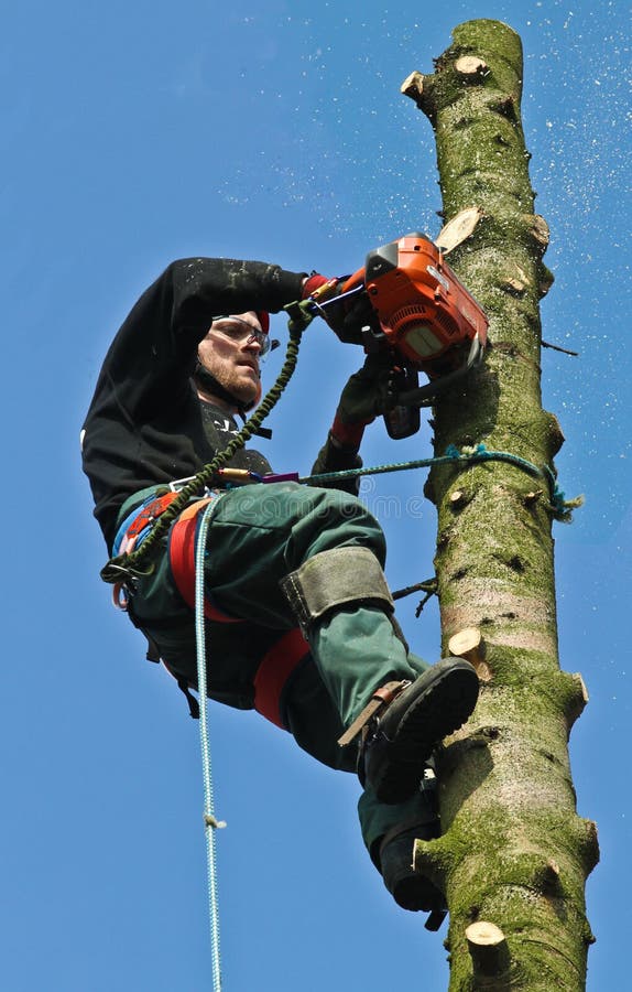Taglialegna Nell'azione in Un Albero in Danimarca Fotografia Stock ...