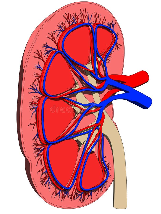 Rene umano illustrazione di stock. Illustrazione di funzione - 2084084