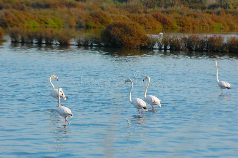 Tagus River Estuary stock photo. Image of hundreds, grounds - 669618