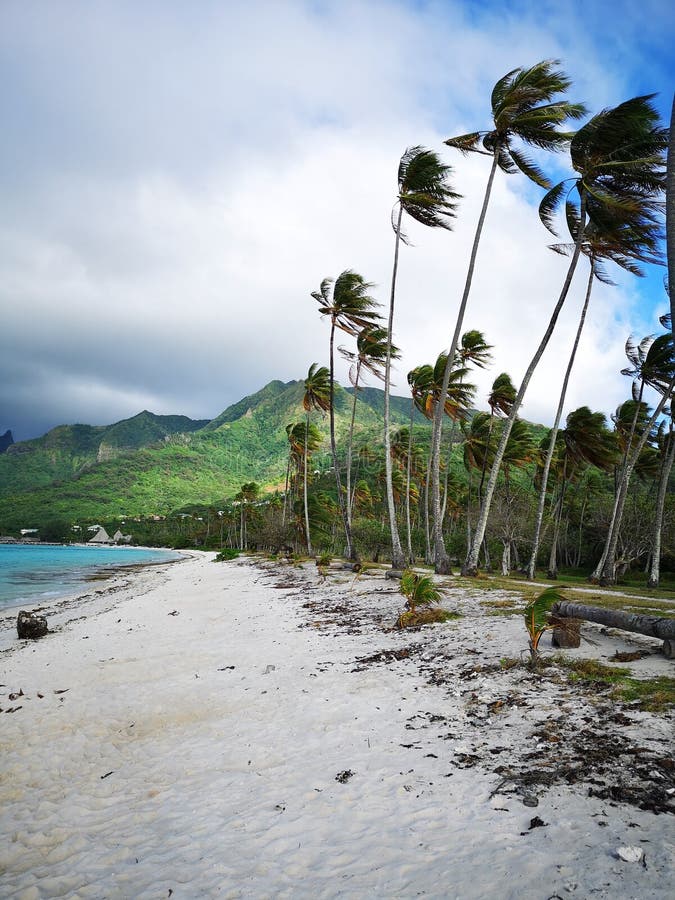 Tahit? foto de archivo. Imagen de polinesia, vacaciones - 155204210