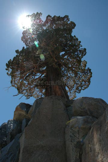 705 Tree Growing Out Rock Stock Photos - Free & Royalty-Free Stock ...