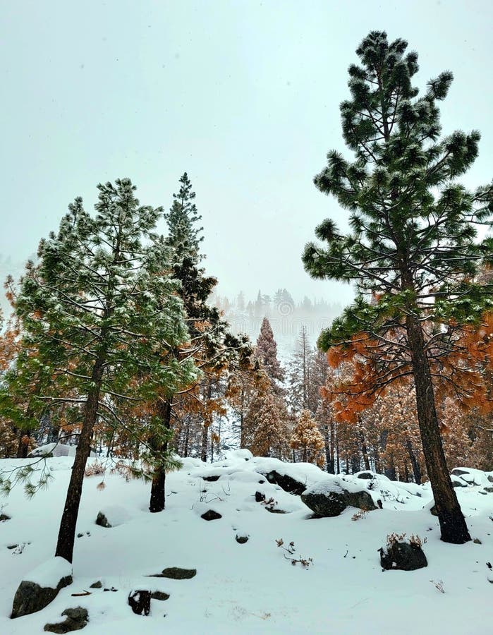 Tahoe winter trees stock image. Image of nature, freezing - 261865489