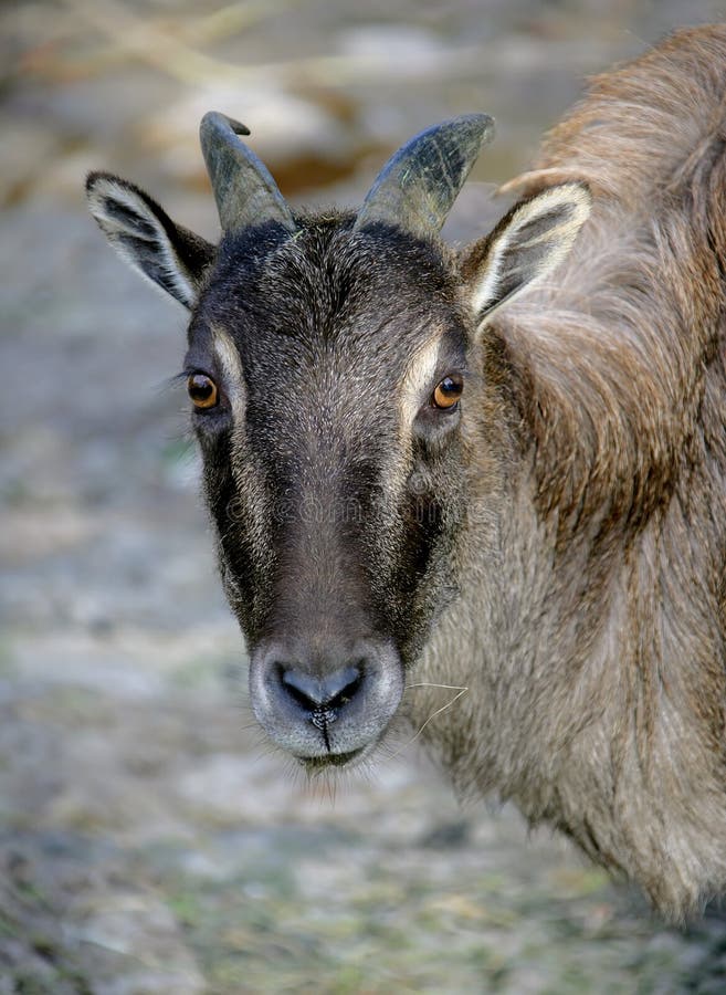 Himalayan tahr stock photo. Image of infant, mammal, rock - 5037634