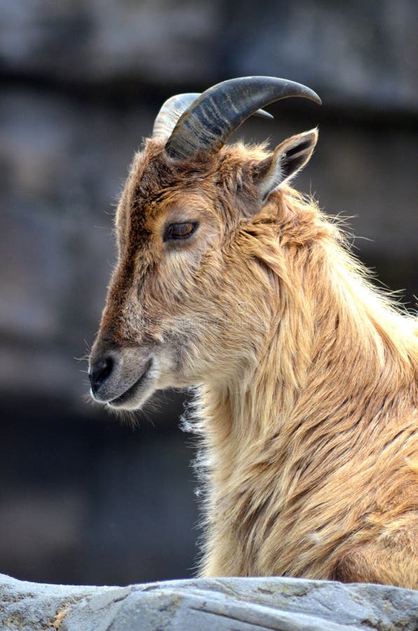 Tahr stock image. Image of brown, mammal, lying, long - 40556517