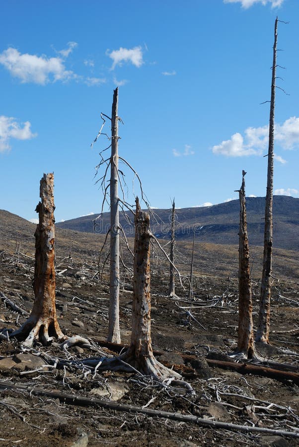 Effects Of Acid Rain On Soil