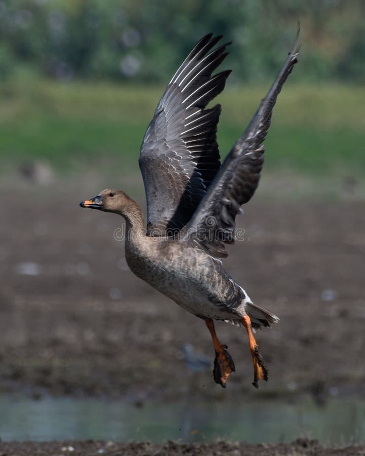 Taiga Bean Goose in Flight at Bhigwan Stock Photo - Image of anser ...