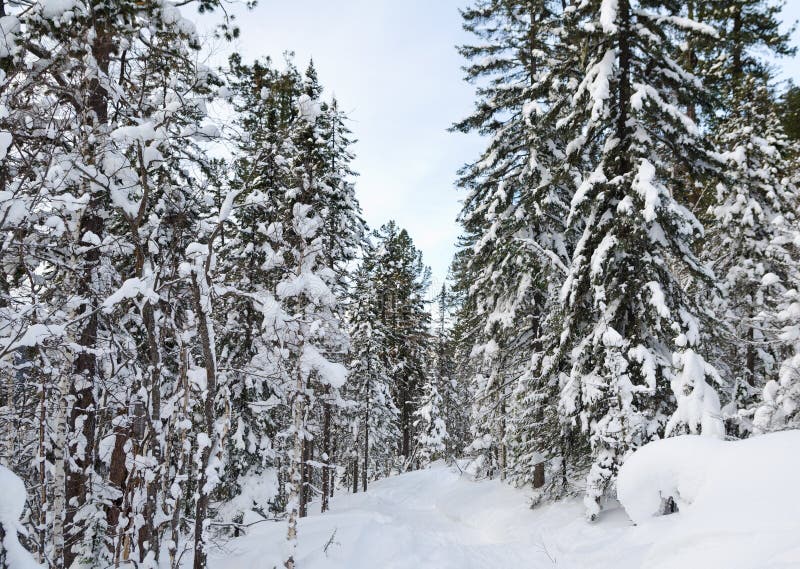 Taiga del invierno imagen de archivo. Imagen de helada - 34961123