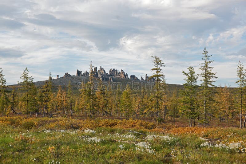 Bosbouw Toendra Landschap in Zomer Stock Afbeelding - Image of gletsjer ...
