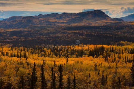 Taiga in Fall stock image. Image of distant, freedom - 17149467