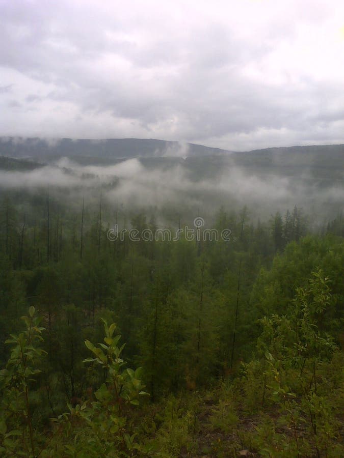 Taiga stock photo. Image of overcast, trees, siberia - 76721228