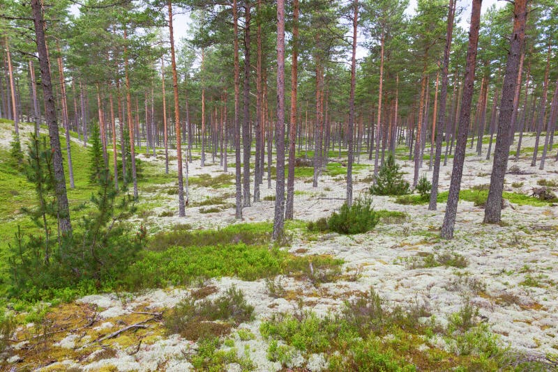 Taiga forest landscape stock photo. Image of nature, summer - 57391654