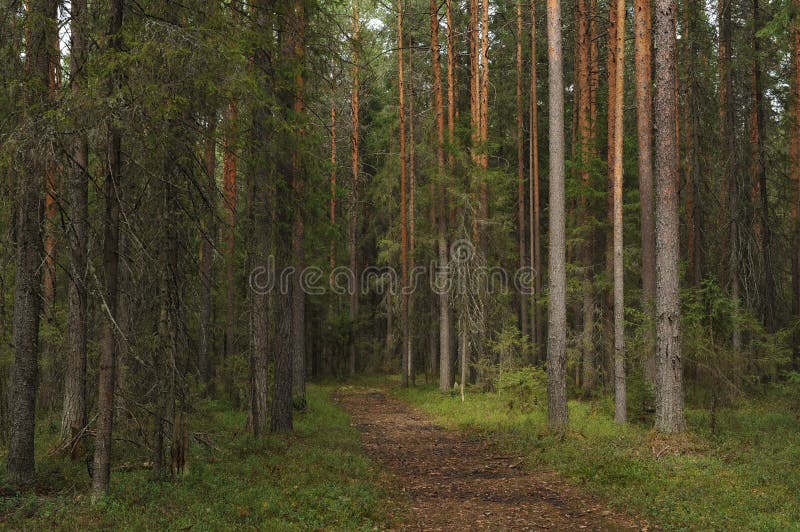 Taiga forest stock photo. Image of nature, pink, hill - 40673848