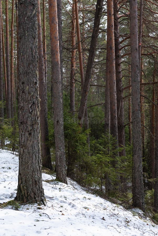 Taiga forest in the spring stock image. Image of dark - 178907277