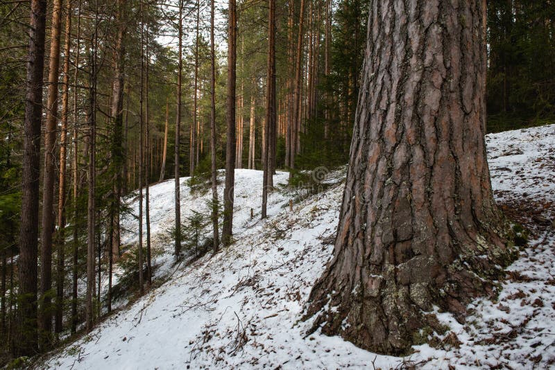 Taiga forest in the spring stock photo. Image of scene - 178908710