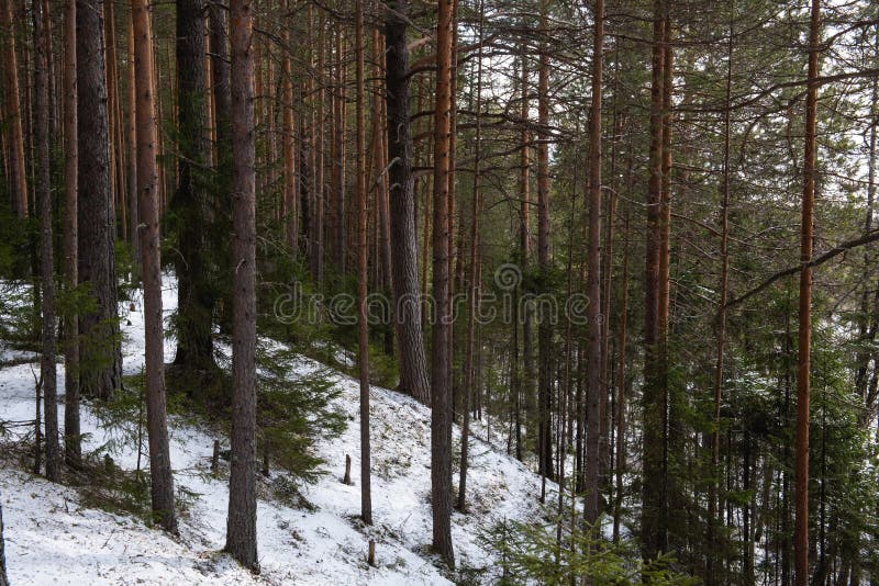 Taiga forest in the spring stock photo. Image of landscape - 178909556