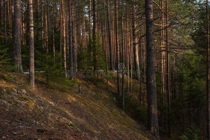 Taiga Forest on a Sunny Spring Day Stock Image - Image of scene ...