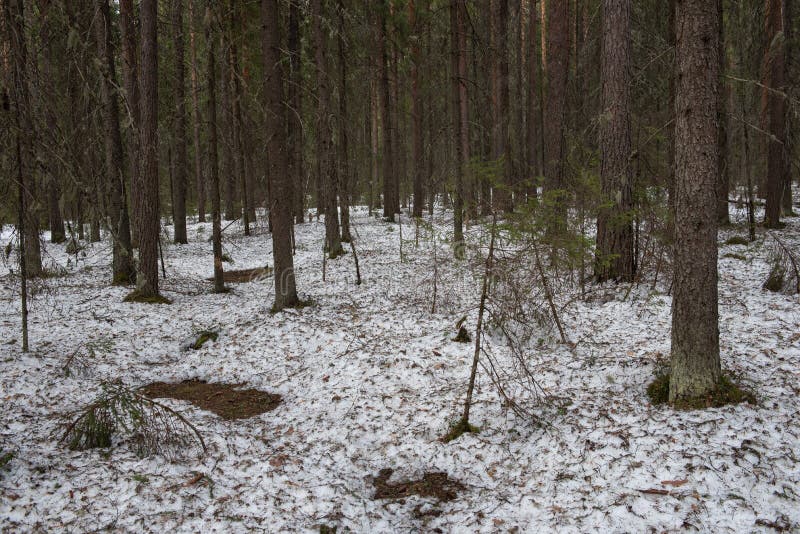 Taiga Forest on a Sunny Spring Day Stock Image - Image of bright ...