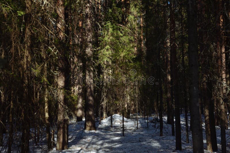 Taiga Forest on a Sunny Spring Day. Stock Image - Image of abstract ...