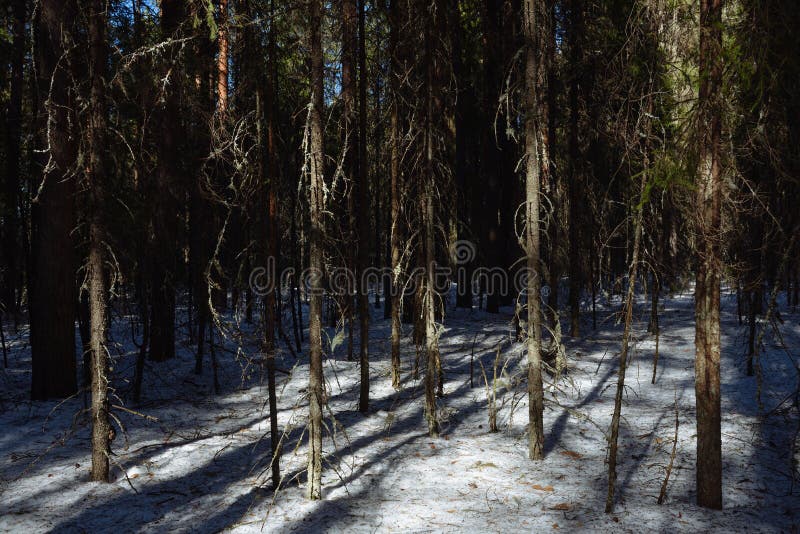 Taiga Forest on a Sunny Spring Day. Stock Image - Image of rays, europe ...