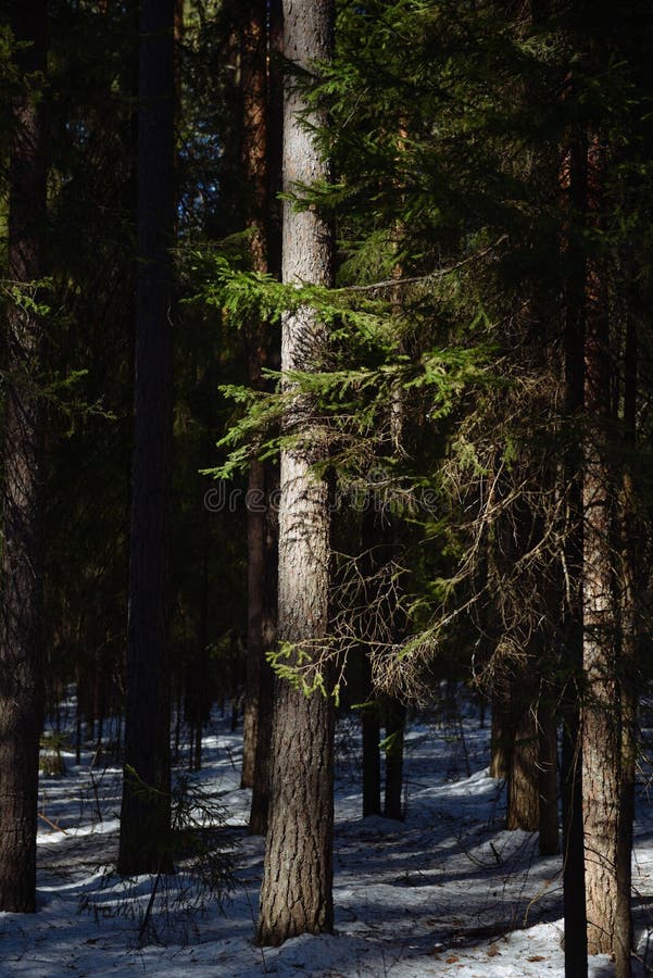 Taiga Forest on a Sunny Spring Day. Stock Image - Image of green ...