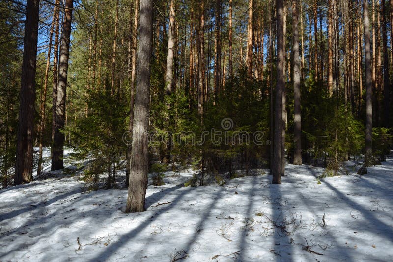 Taiga Forest on a Sunny Spring Day. Stock Photo - Image of green ...