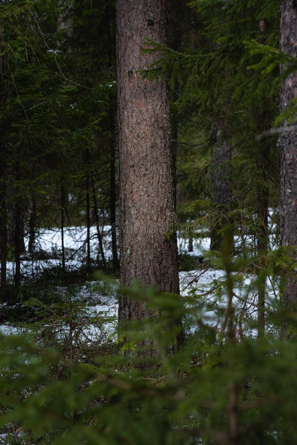Taiga Forest on a Sunny Spring Day Stock Photo - Image of beautiful ...