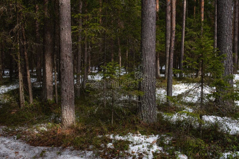Taiga Forest on a Sunny Spring Day Stock Photo - Image of shadow ...