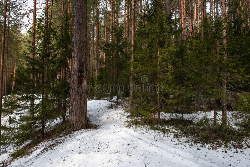 Taiga Forest on a Sunny Spring Day Stock Image - Image of europe ...