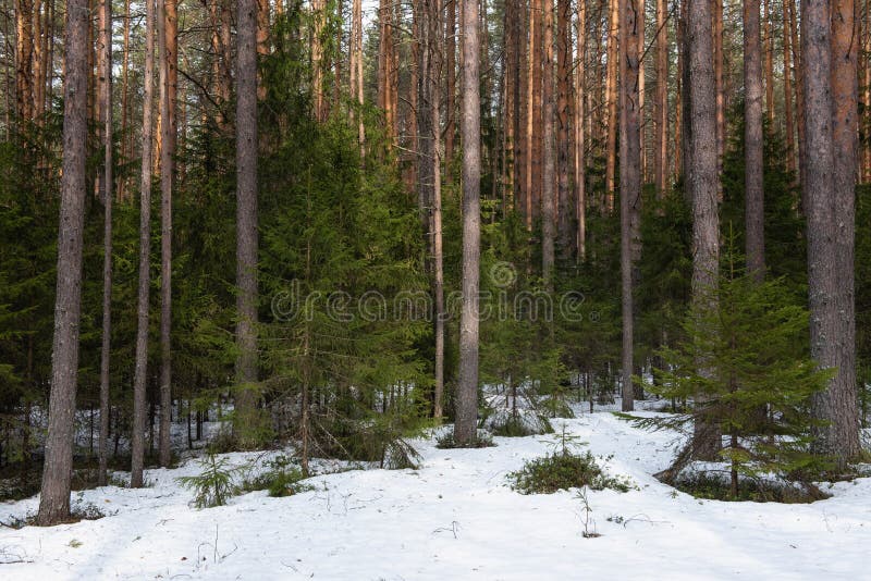 Taiga Forest on a Sunny Spring Day Stock Photo - Image of blue ...