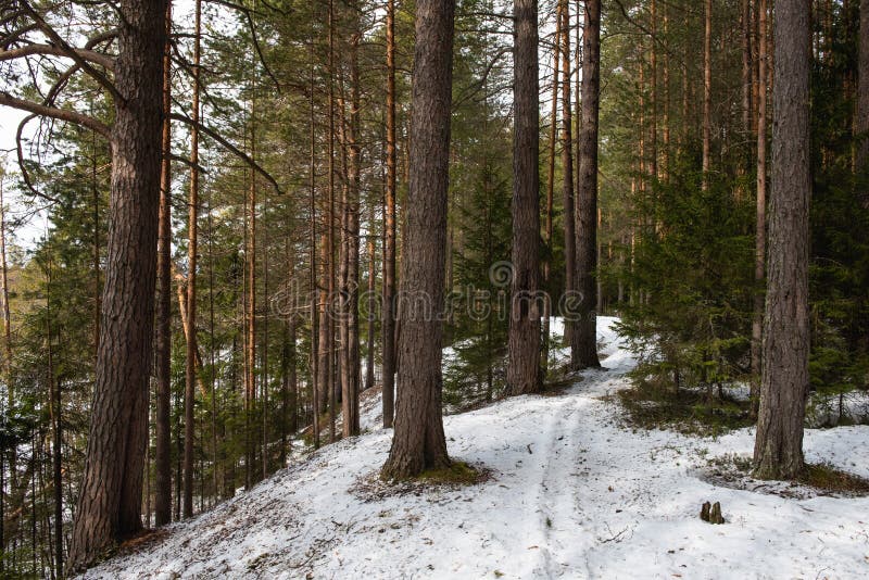 Taiga Forest on a Sunny Spring Day Stock Photo - Image of rural, bright ...
