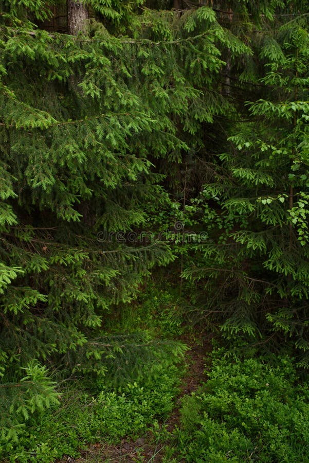 Taiga landscape stock photo. Image of coniferous, closeup - 150811242
