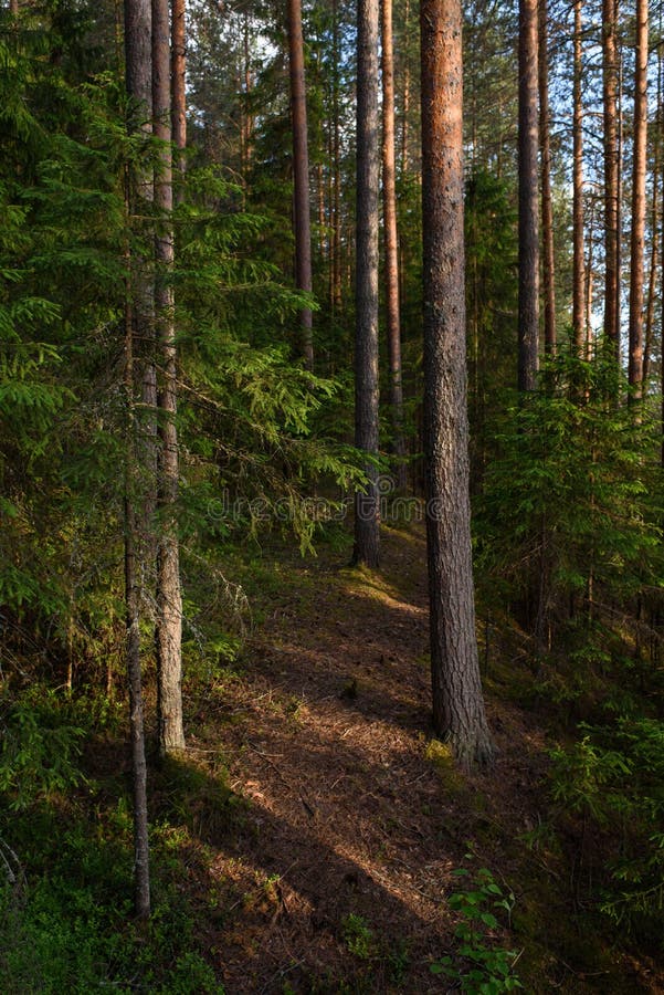 Taiga landscape stock photo. Image of natural, evergreen - 150808976