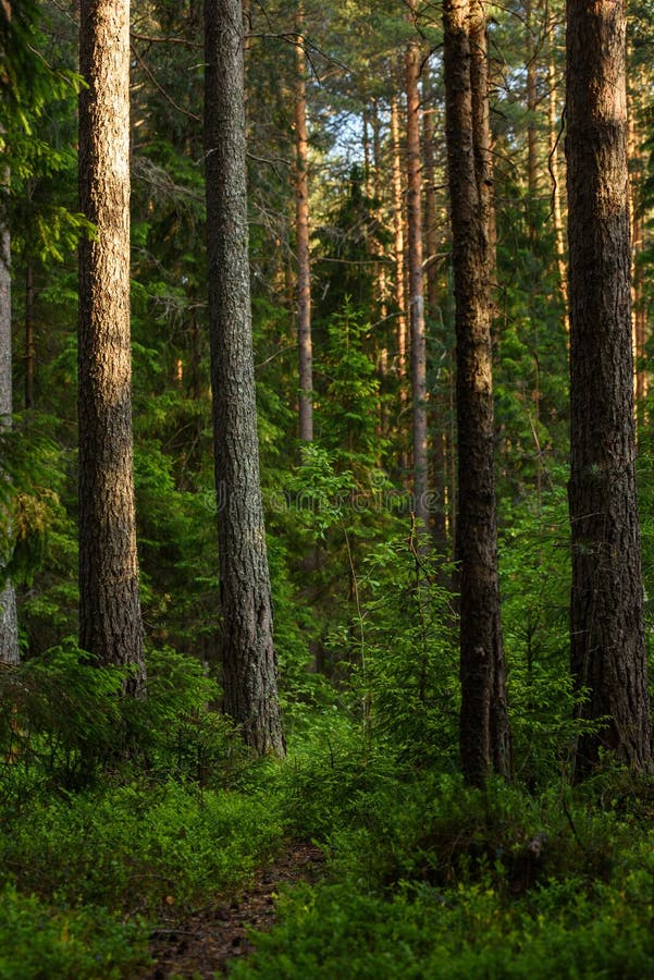 Taiga landscape stock image. Image of path, hill, fresh - 150816297