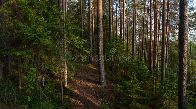 Taiga landscape stock image. Image of holiday, forest - 150816347