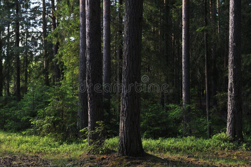 Taiga landscape stock image. Image of environment, green - 72827517