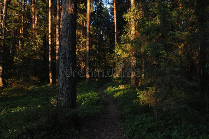Taiga landscape stock image. Image of summer, outdoors - 74199909