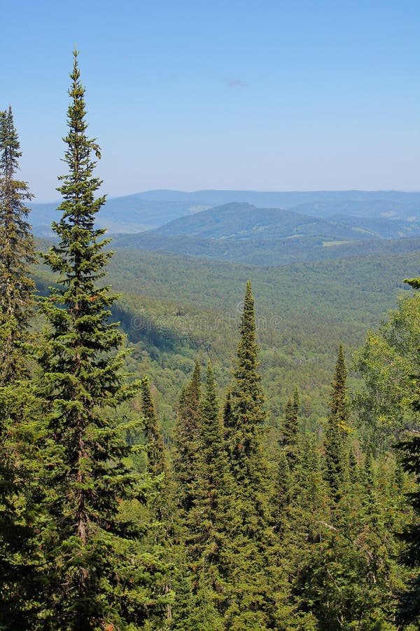Taiga in the mountains stock image. Image of mountains - 90553885