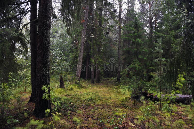 1,748 Rain Taiga Stock Photos - Free & Royalty-Free Stock Photos from ...