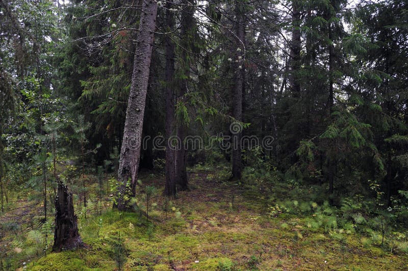 1,748 Rain Taiga Stock Photos - Free & Royalty-Free Stock Photos from ...
