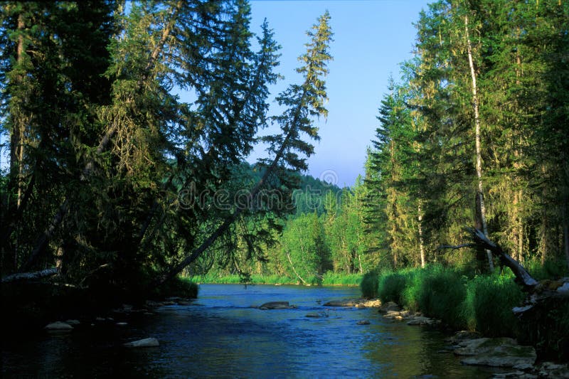 Taiga stream stock photo. Image of white, small, forest - 34560004
