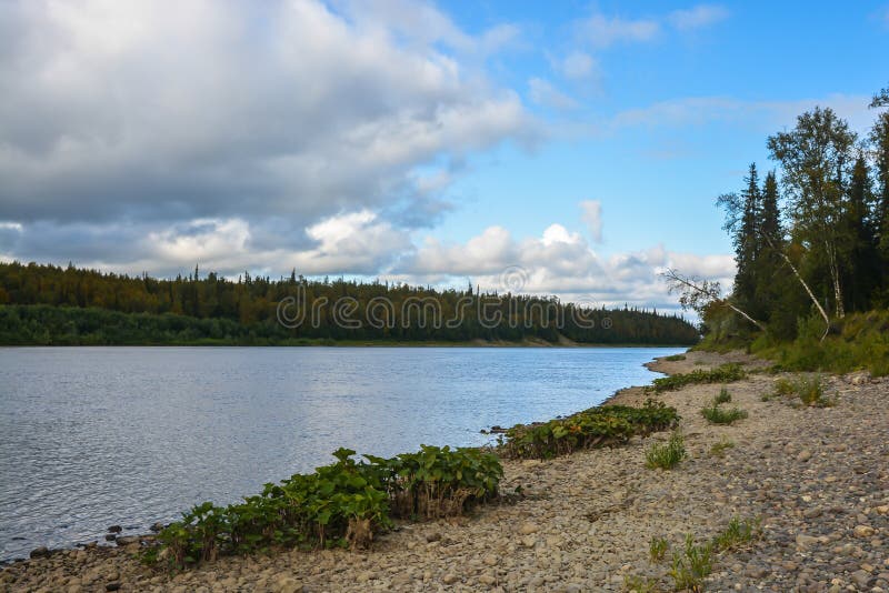 Taiga river stock photo. Image of nature, park, pure - 201120290