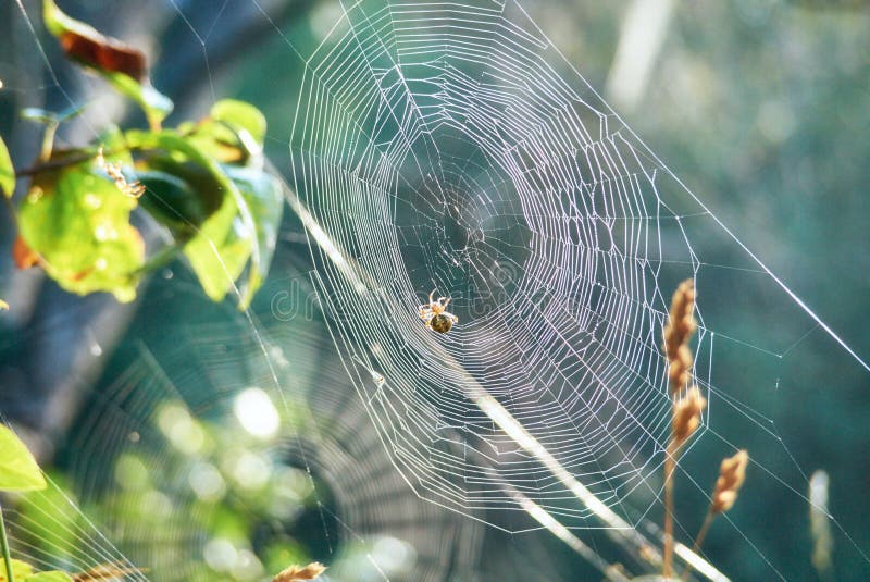 In a Taiga, Russia, Siberia. a Web with a Spider. Stock Image - Image ...